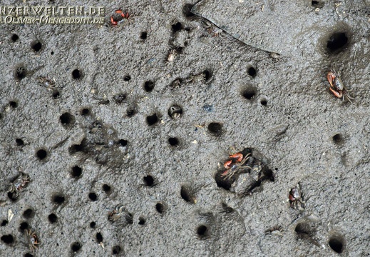 PANZERWELTEN …from crab science to crab keeping…